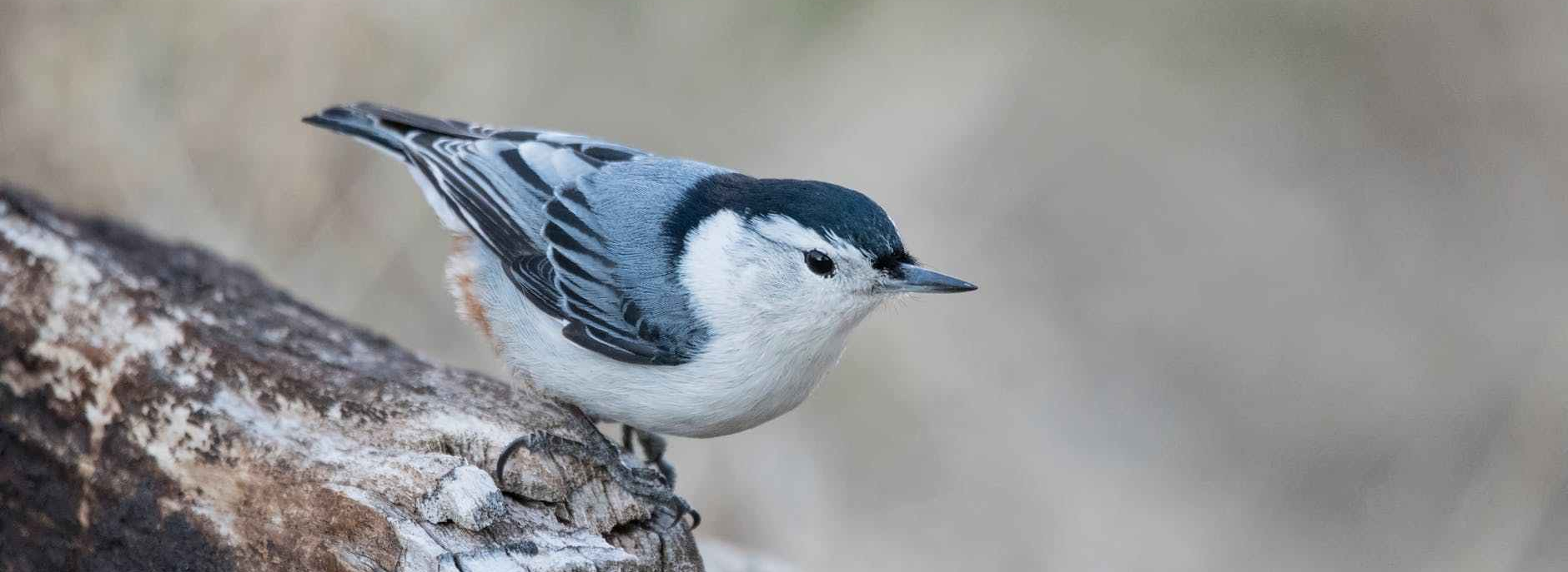 Wind Turbines – Insects and Worms – Save The Huron Mountains