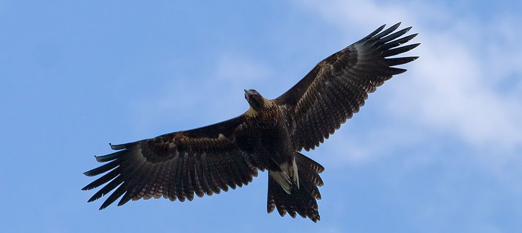 Wedge-tailed eagles killed by wind turbines at Yaloak South wind farm ...